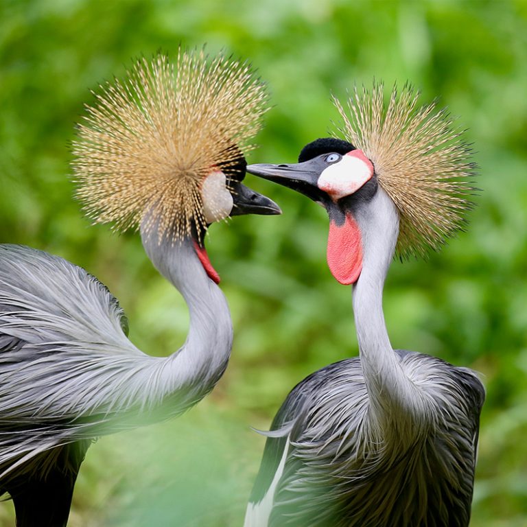 Awesome Vacation Uganda - Gorilla Tracking. Unfiltered. Travel ...